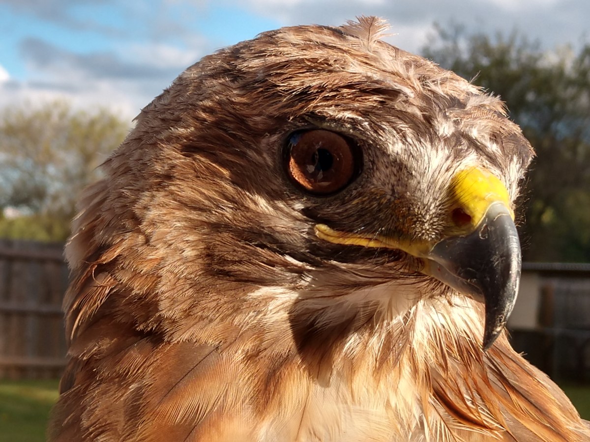 A Case for Birds of Prey and the Importance of Raptor Conservation ...